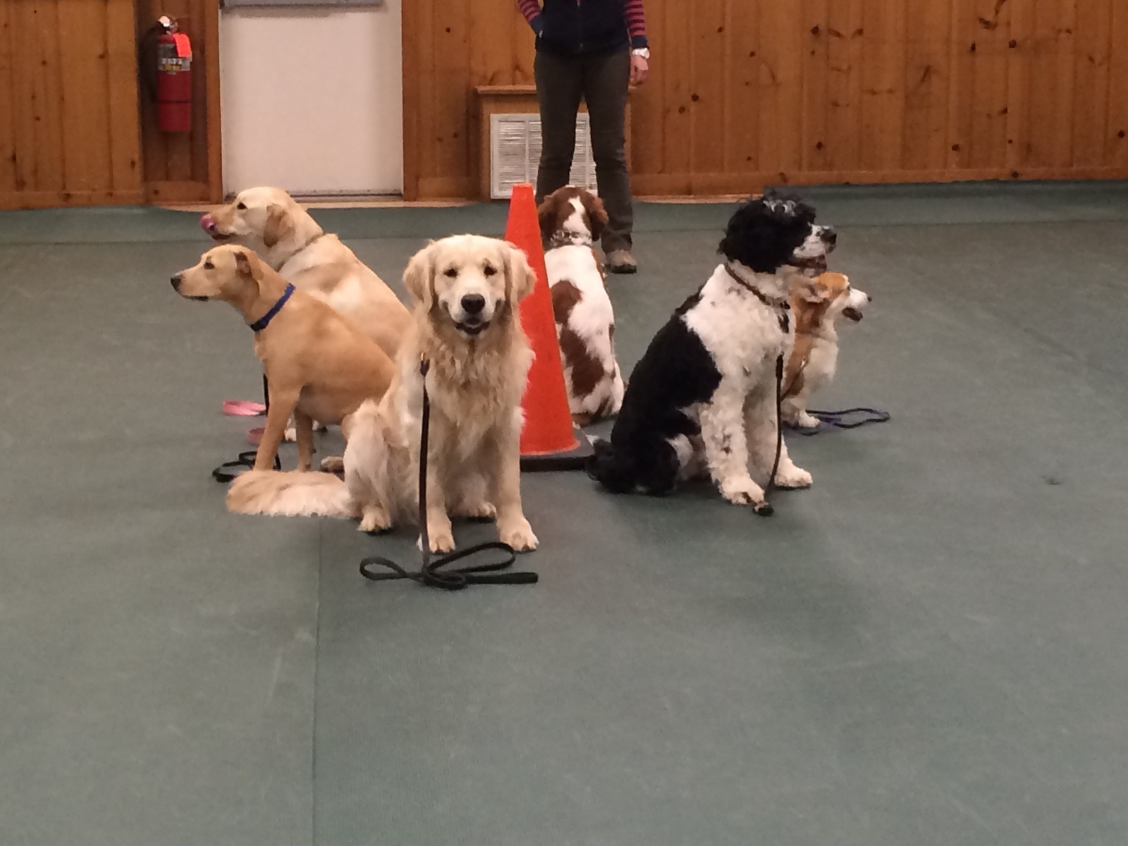Dog Training In Hillsborough NJ Dog Training In Hillsborough NJ