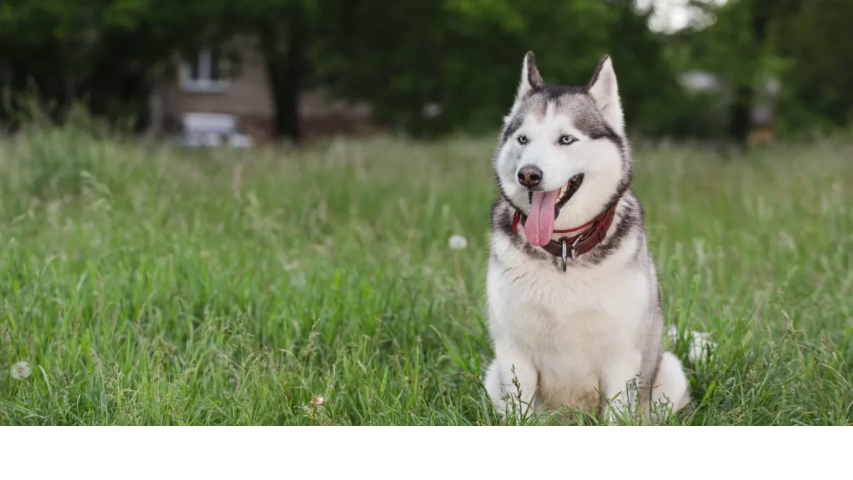 Struthers, OH - Turd Bandit, the Dog Poop Scoopers - Pet Waste Removal