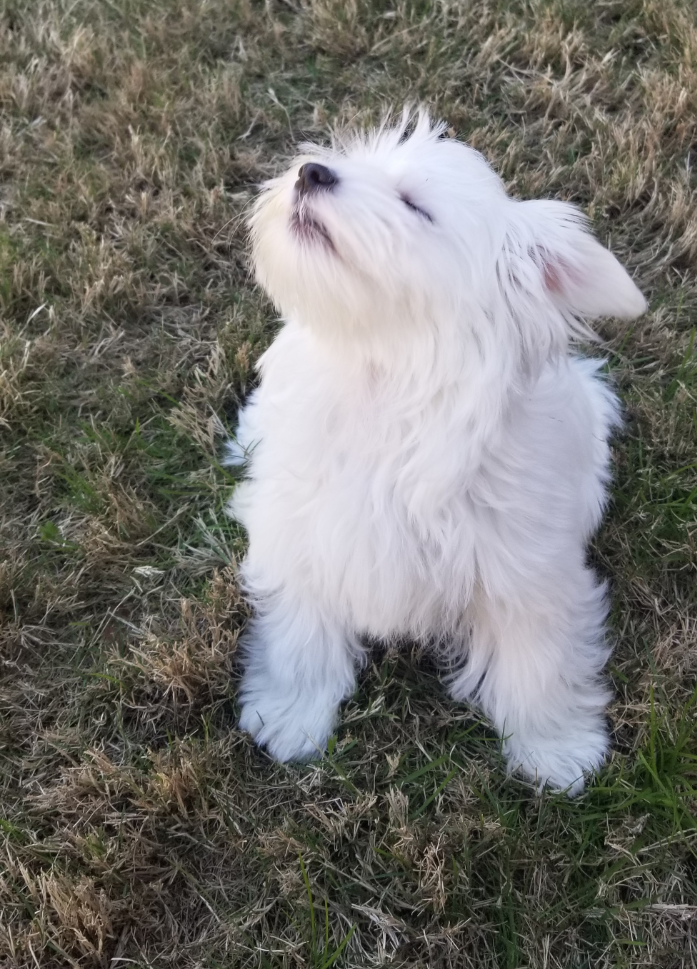 San Antonio, TX - Double D - Private Dog Training