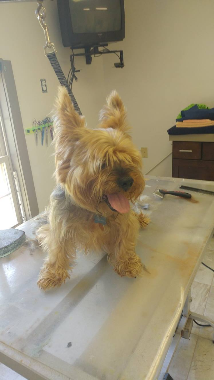 Shermans Dale, PA - Rustic Pine Pet Lodge - Pet Boarding