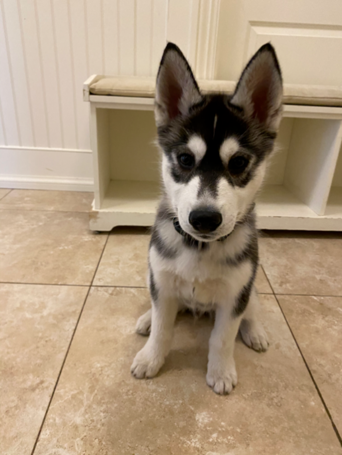 Locust, NJ - The Social Dog - In Home Private Dog Trainer