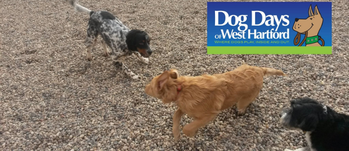 Hartford, CT - Dog Days of West Hartford