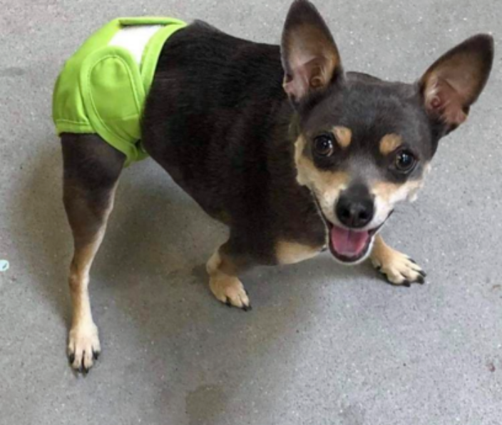 Nauwigewauk, NBENZ - Domestic Wolf Dog Training - Certified Private Dog ...