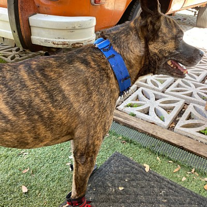 Fort Lauderdale, FL - Fetch! Pet Care - Dog Walking and Pet Sitting