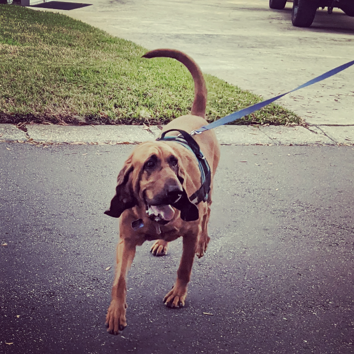 Tampa, FL - Pet Search and Rescue - Lost Pet Recovery Services