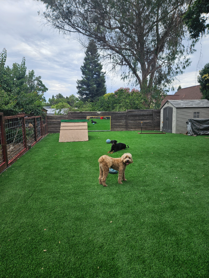 Santa Rosa, CA - In Home Dog Sitting Service