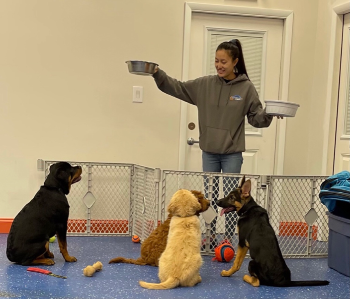 Nottingham, MD - Puppy and Adult Dog Basic Obedience Trainer