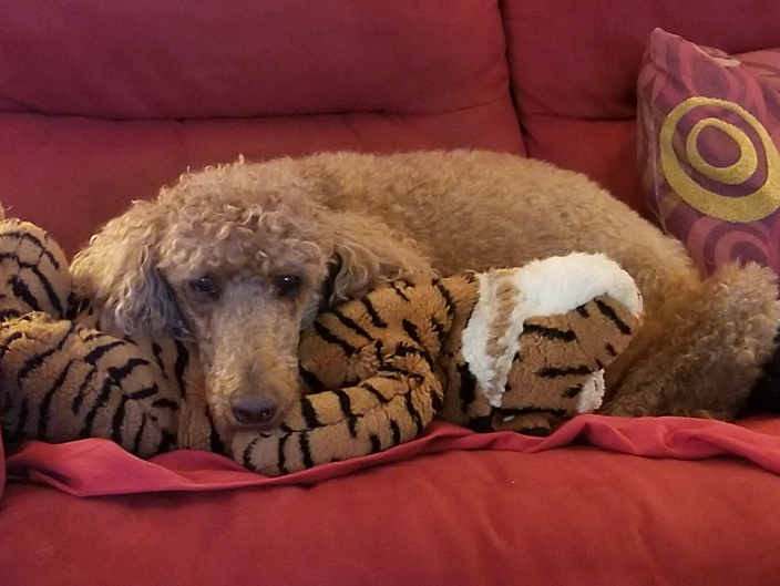 Woodstock, NY - Cleo's Legacy Holistic Pet Health Coach - Canine Nutrition