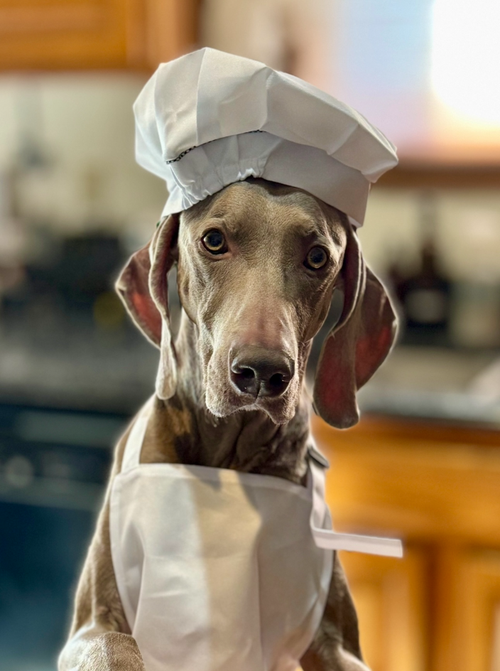 Sunbury, OH - Energy Healing Animal Reiki - Scalar Wave Subtle Energy