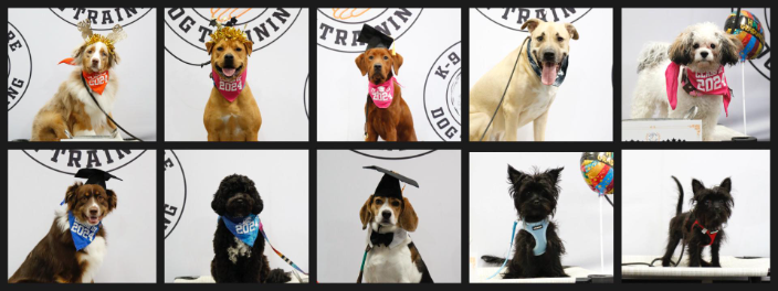 Dallas, TX - K-9 Culture - Dog Trainers