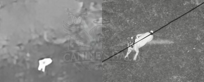 Austin, TX - Technology First Lost Pet Search and Rescue