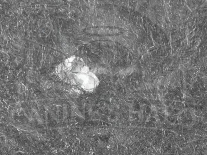 Austin, TX - Technology First Lost Pet Search and Rescue