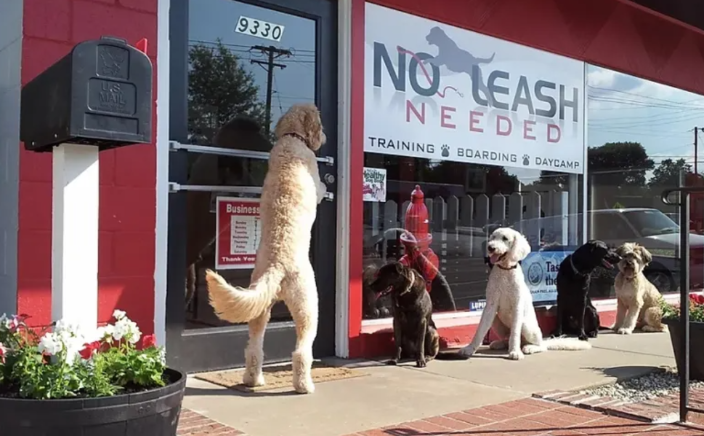 St. Louis, MO - No Leash Needed - Dog Training