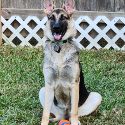 Petworks Member Amy A - Lafayette, LA