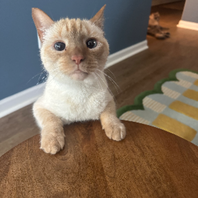 Petworks Member Sarah O - Winder, GA